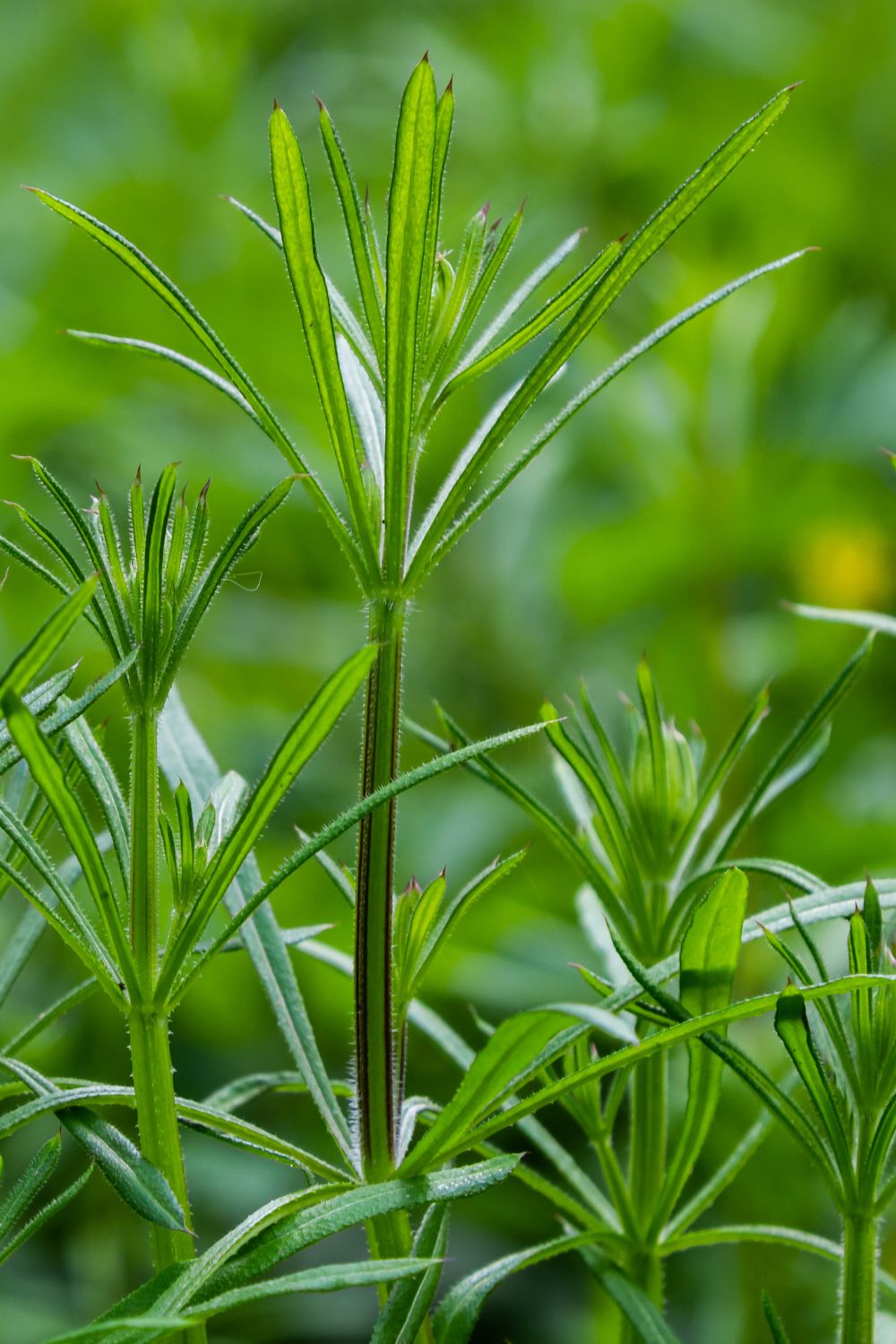 Best Herbs For Lymphatic Drainage (Detox The Lymph)