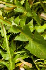 Best Herbs For Lymphatic Drainage (Detox The Lymph)