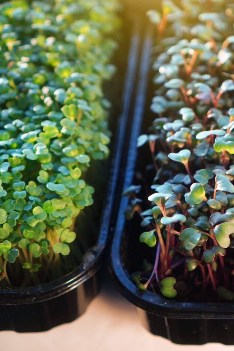 The Best Microgreen Trays (For Growing Microgreens)