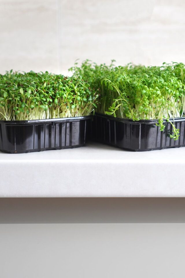 The Best Microgreen Trays (For Growing Microgreens)