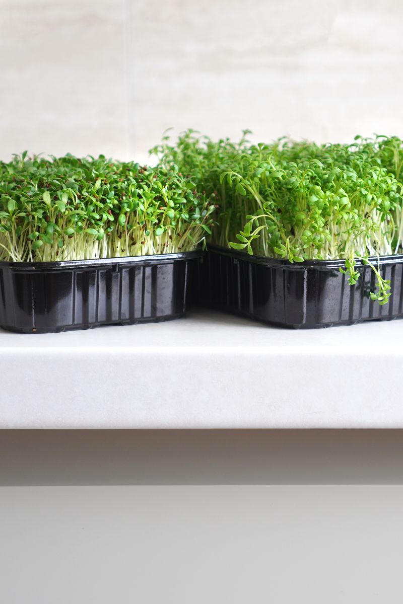 The Best Microgreen Trays (For Growing Microgreens)