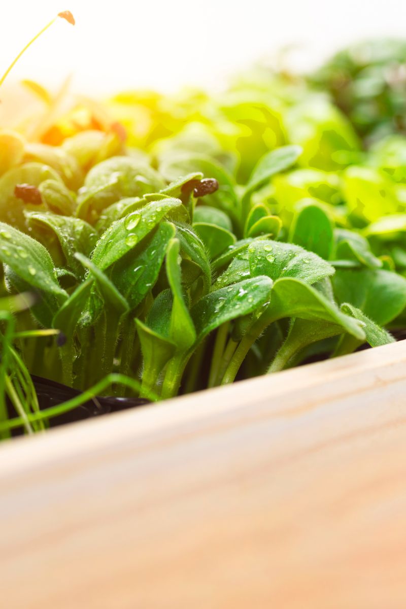 The Best Microgreen Trays (For Growing Microgreens)