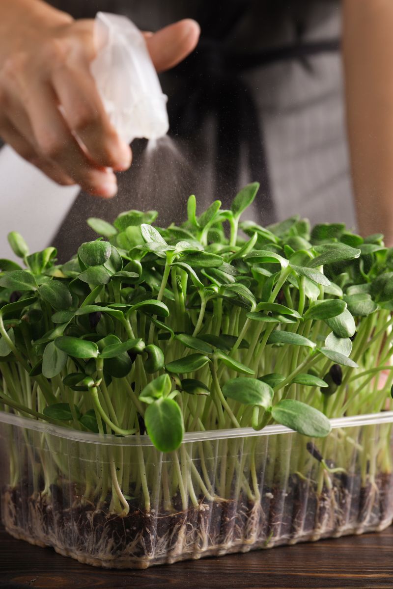 The Best Microgreen Trays (For Growing Microgreens)