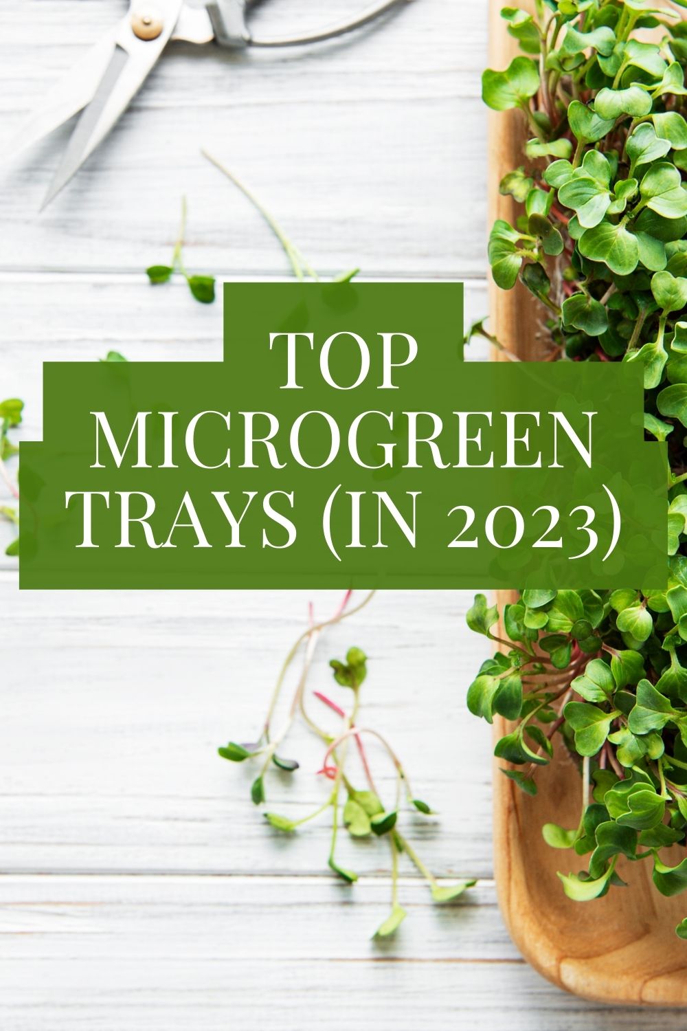 The Best Microgreen Trays (For Growing Microgreens)