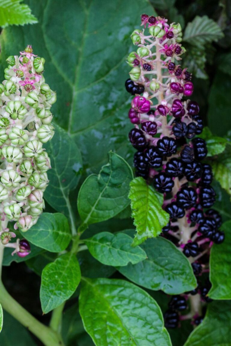 Best Herbs For Lymphatic Drainage (Detox The Lymph)