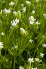 Best Herbs For Lymphatic Drainage (Detox The Lymph)