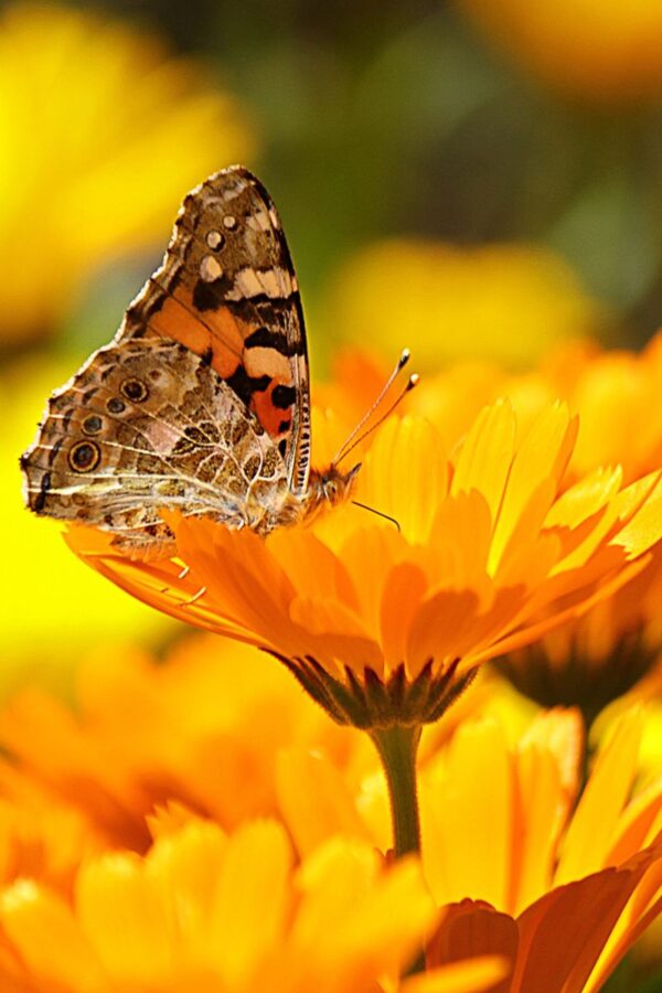 DIY Calendula Salve Recipe (Healing Inflamed Skin)