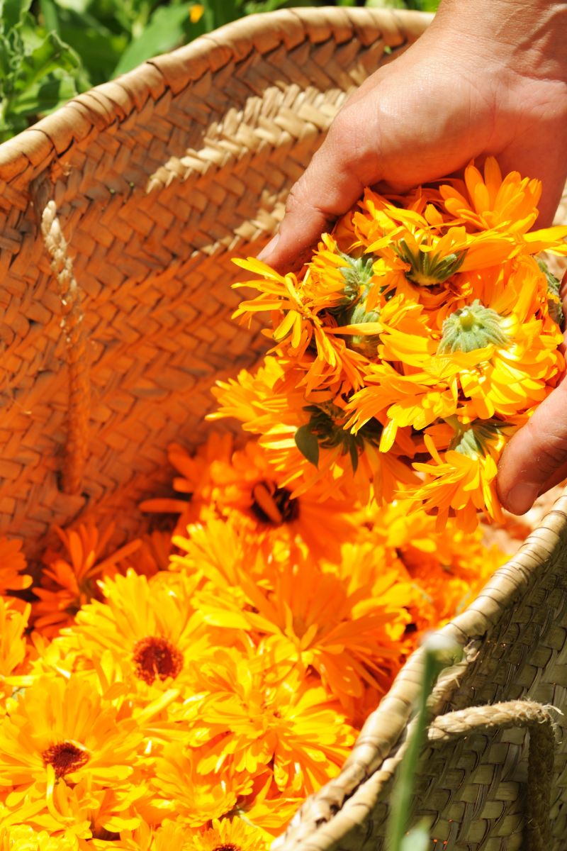 DIY Calendula Salve Recipe (Healing Inflamed Skin)