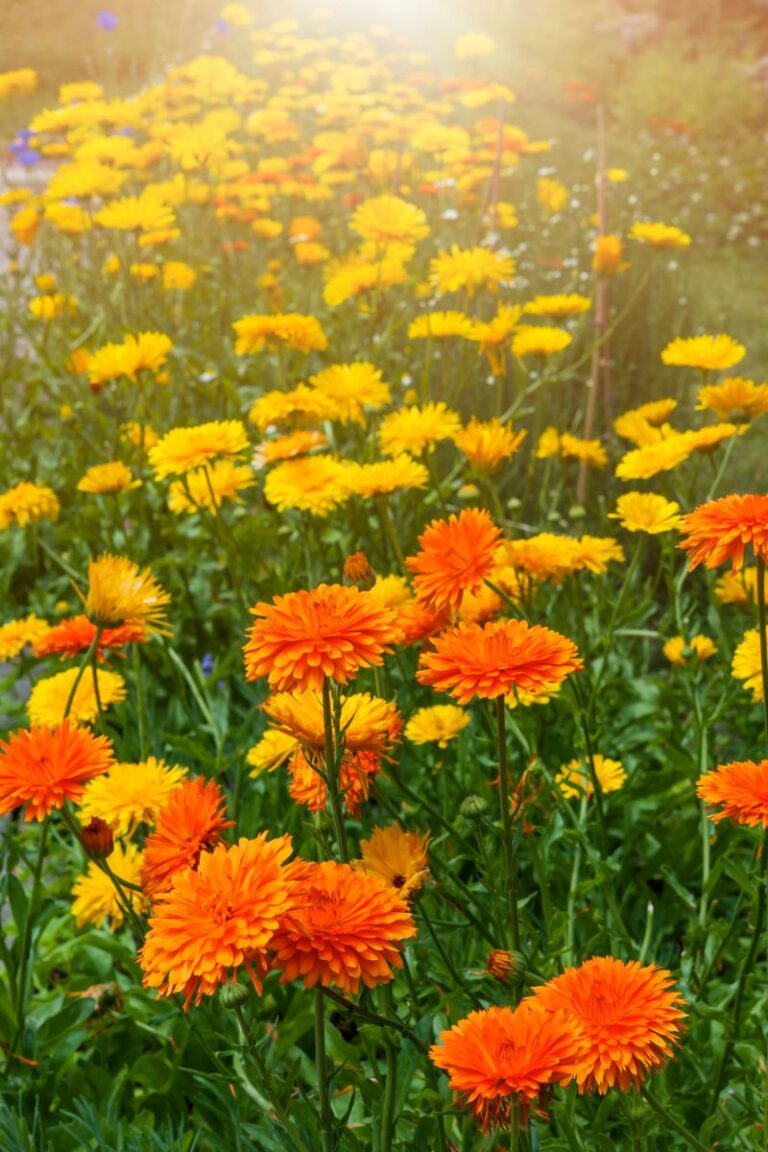 DIY Calendula Salve Recipe (Healing Inflamed Skin)