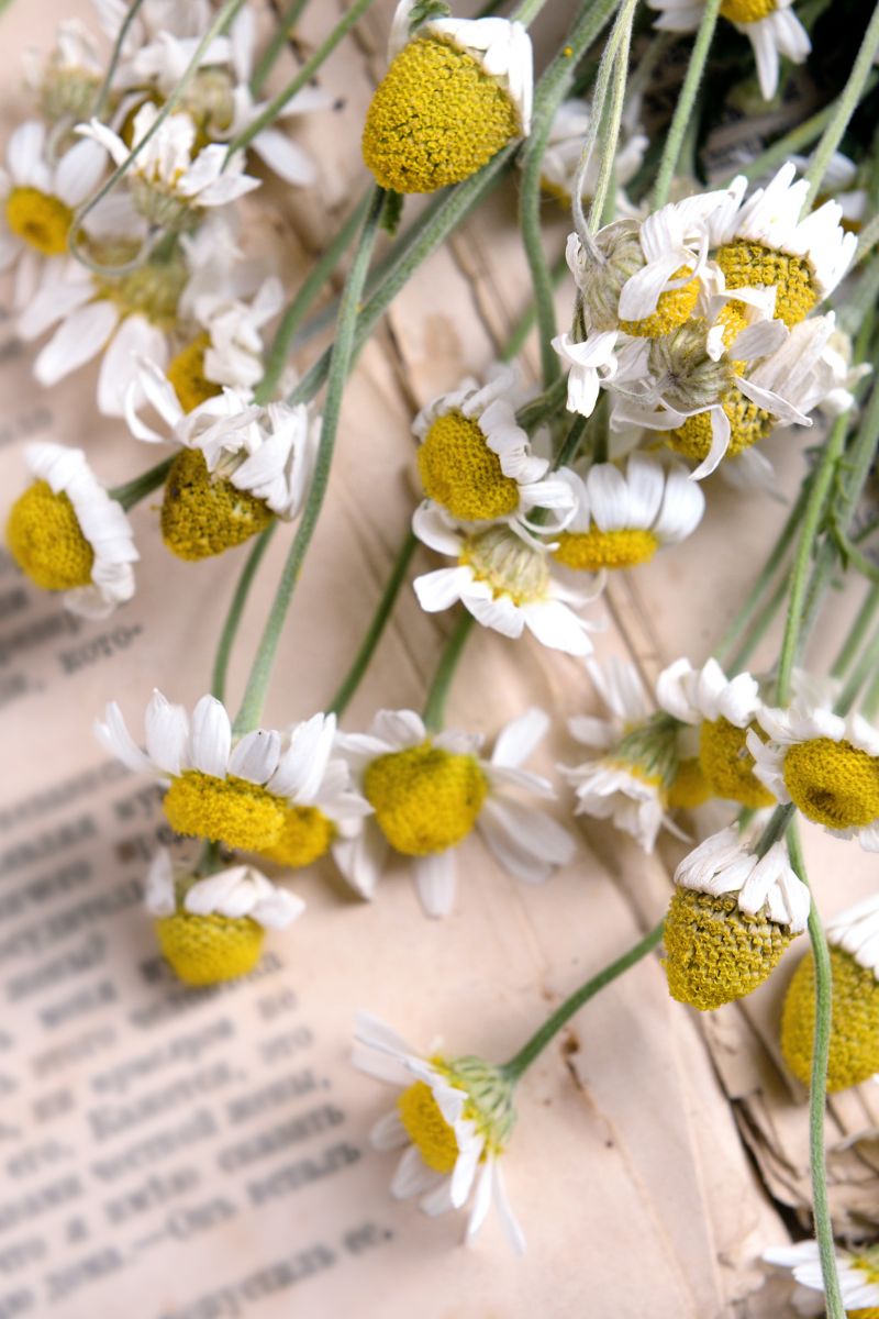 37 Herbal Books For Beginners (Herbalism Bookshelf)