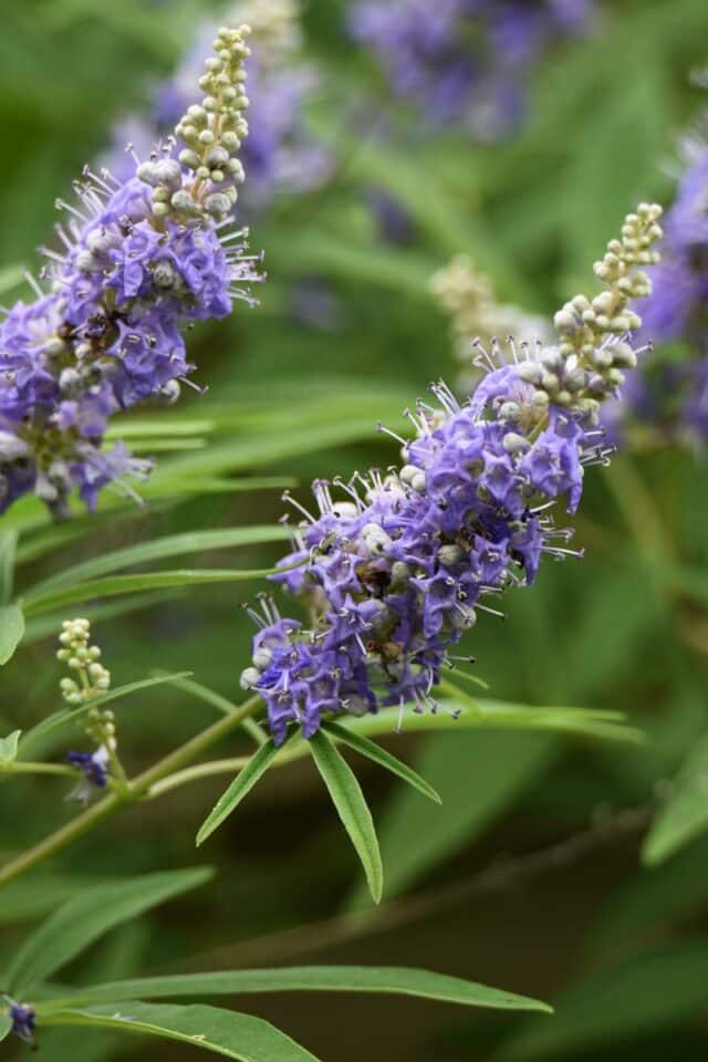 12 Types Of Herbal Tea For Hormonal Balance