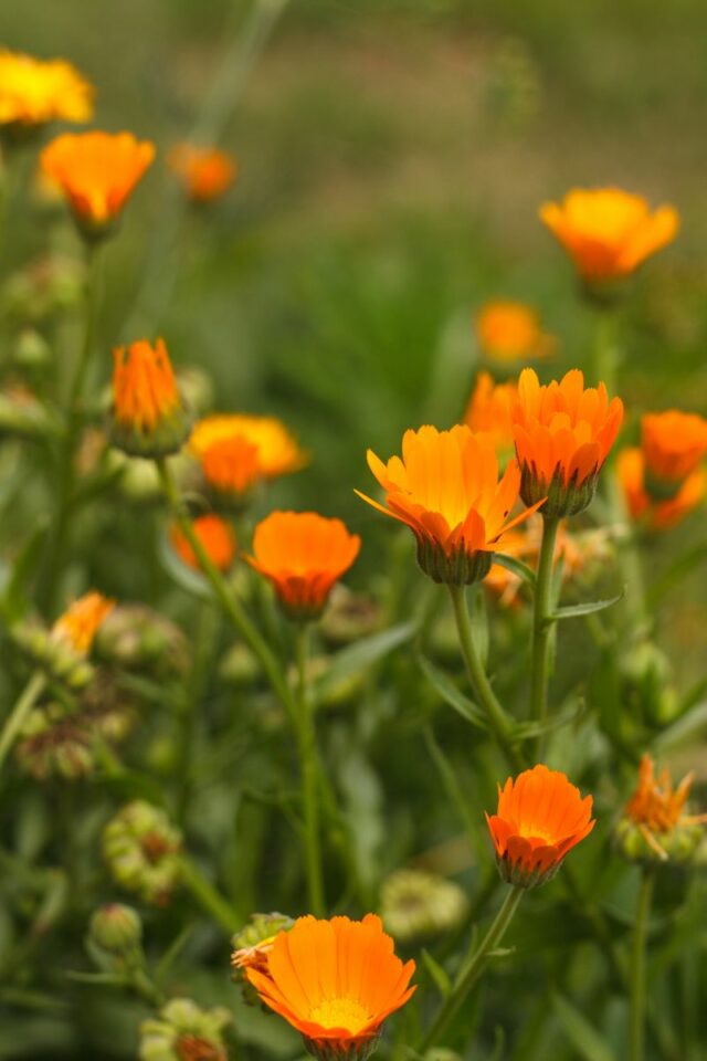 7 Health Benefits Of Calendula + How To Use It