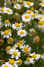 5 Natural Herbs For Runny Nose And Cold Symptoms