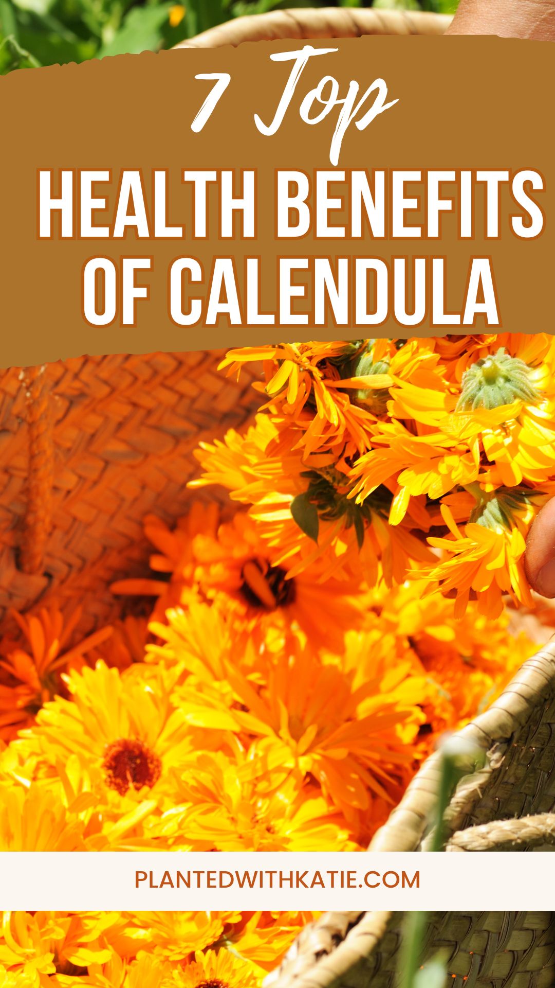 7 Health Benefits Of Calendula + How To Use It