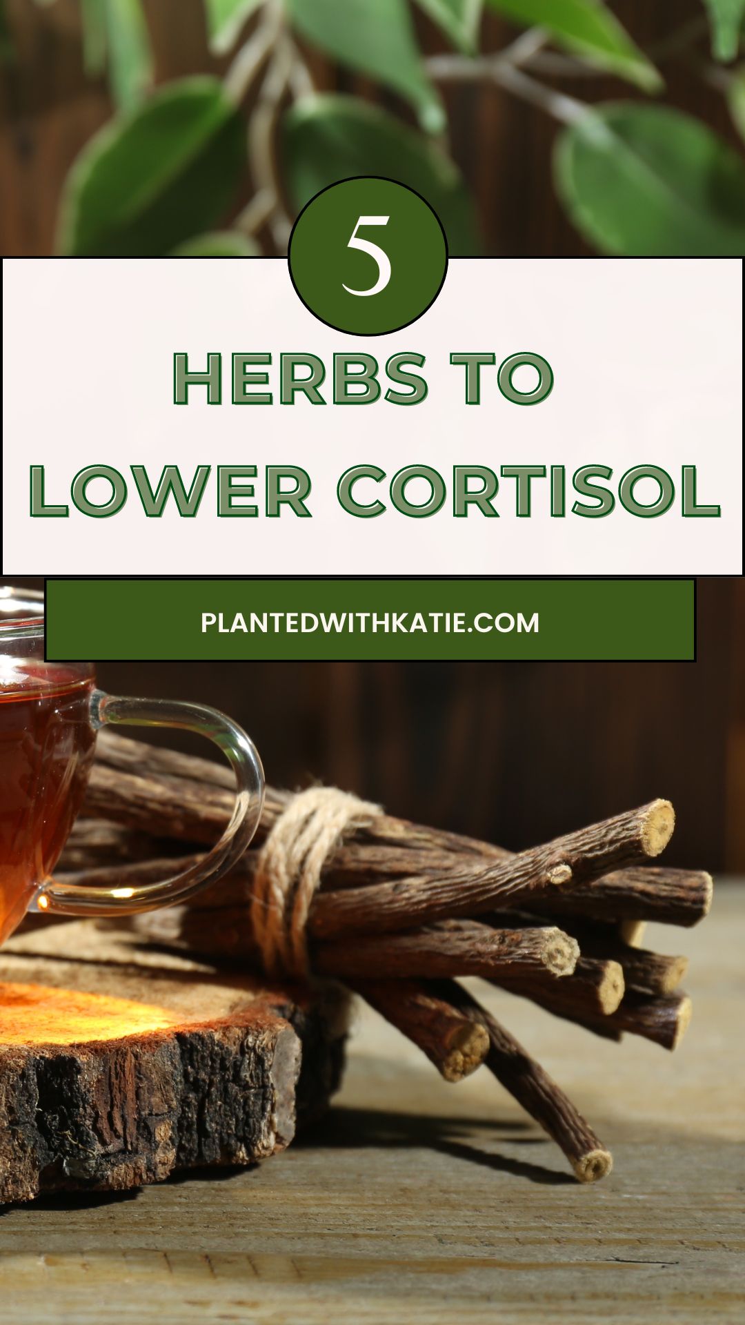 Top 5 Herbs For Cortisol (Support Your Adrenals)
