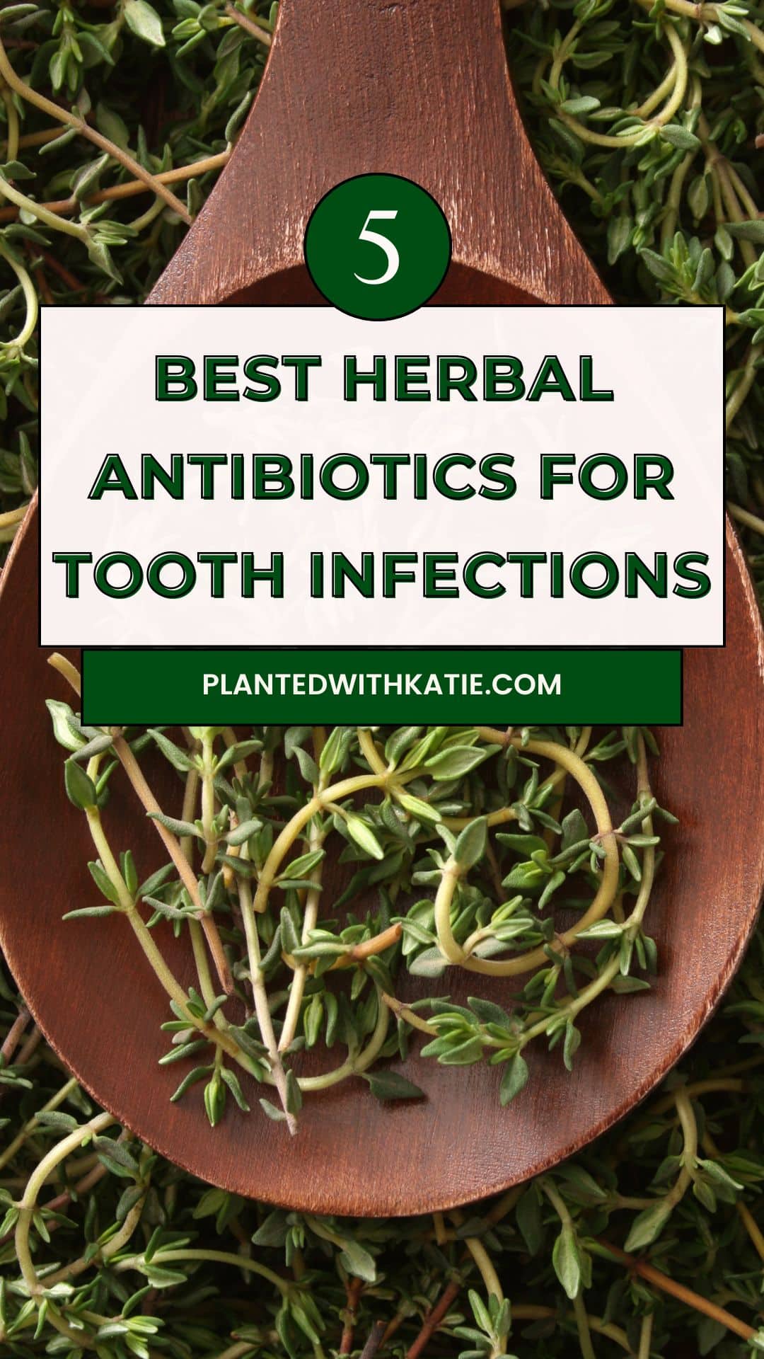 Top 5 Natural Herbal Antibiotics For Tooth Infection